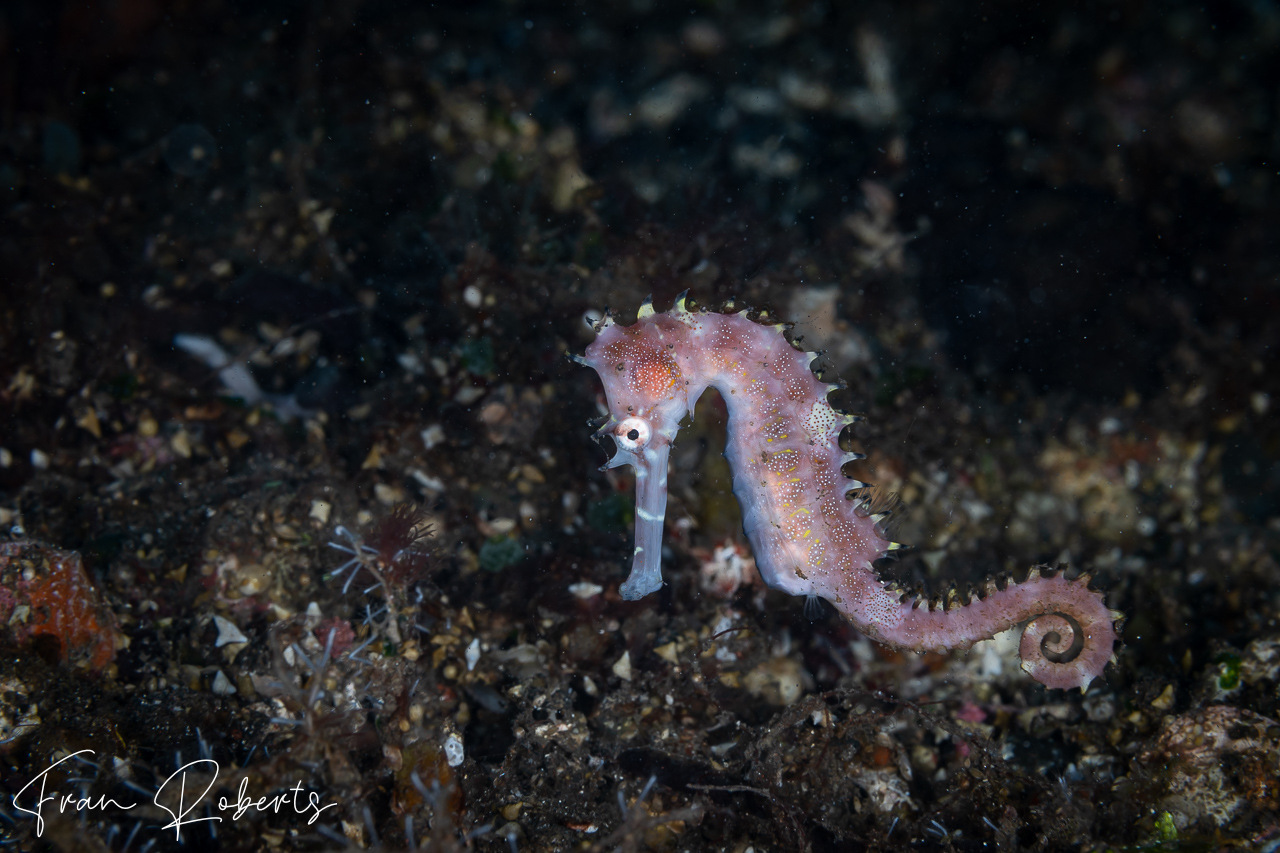 Nudibranch Diving